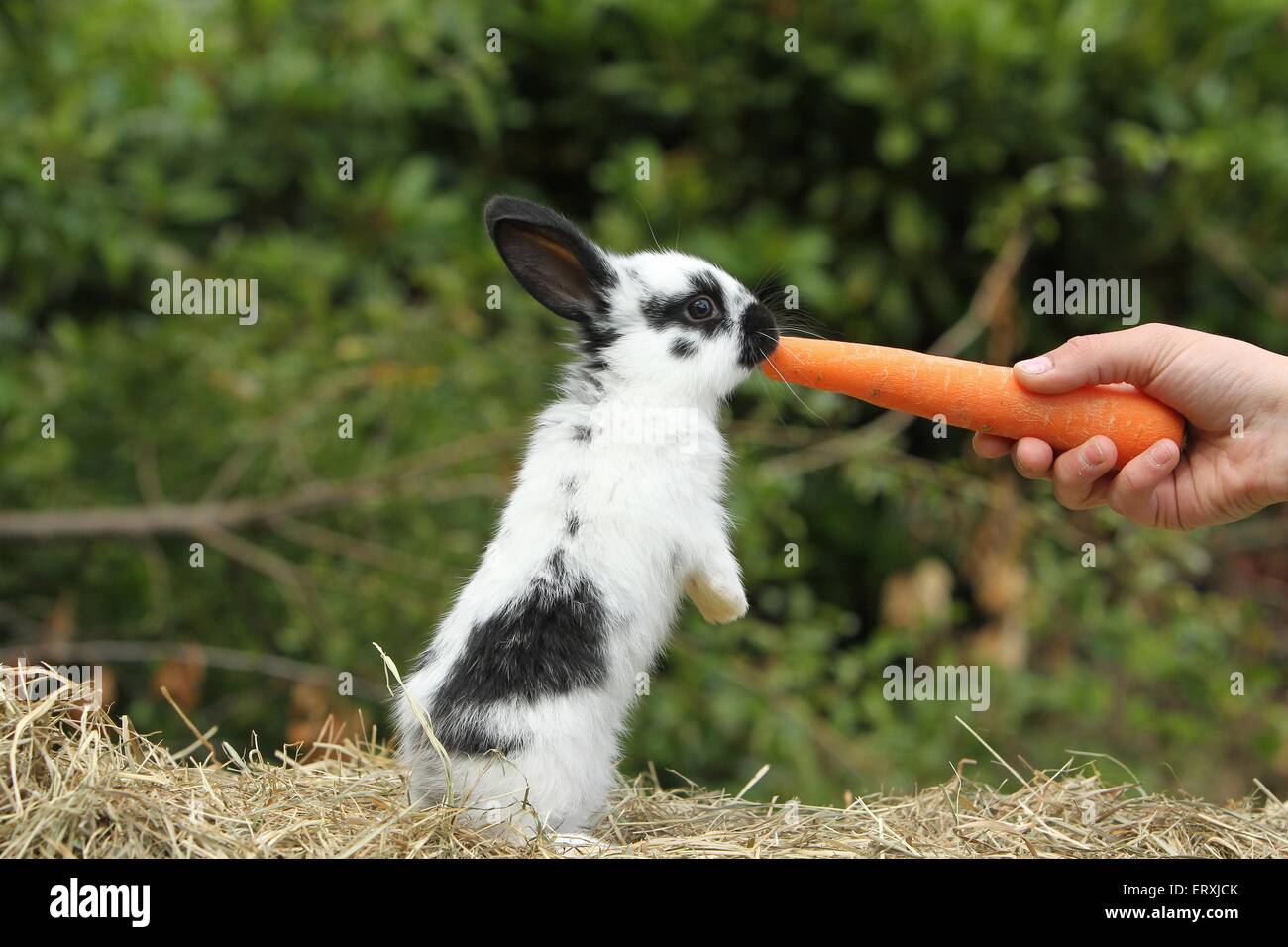17+ Baby Kaninchen Bilder
