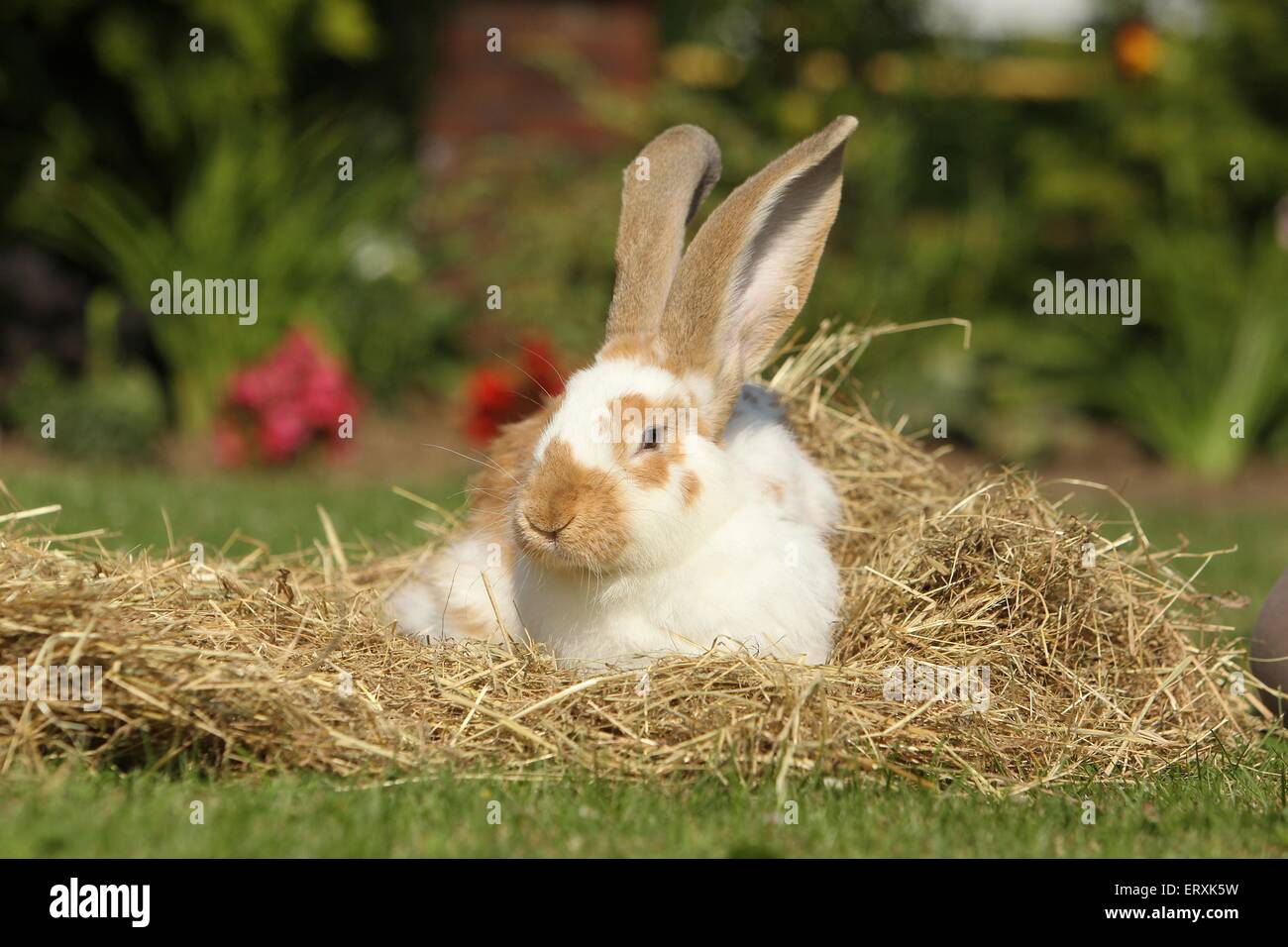 Roter riese sonne -Fotos und -Bildmaterial in hoher Auflösung – Alamy