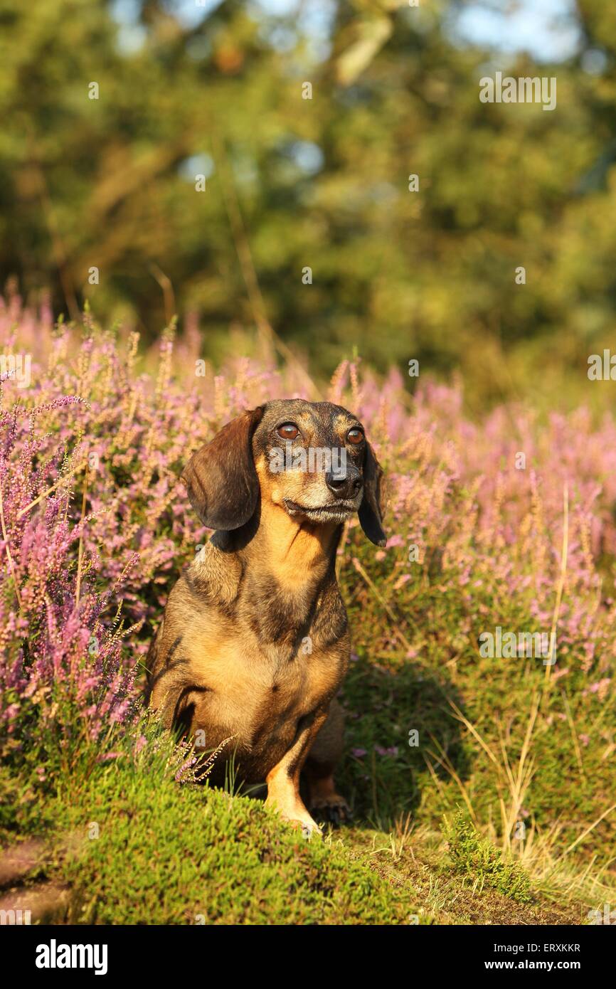 Sitting Shorthaired Dachshund Stockfotos und -bilder Kaufen - Alamy