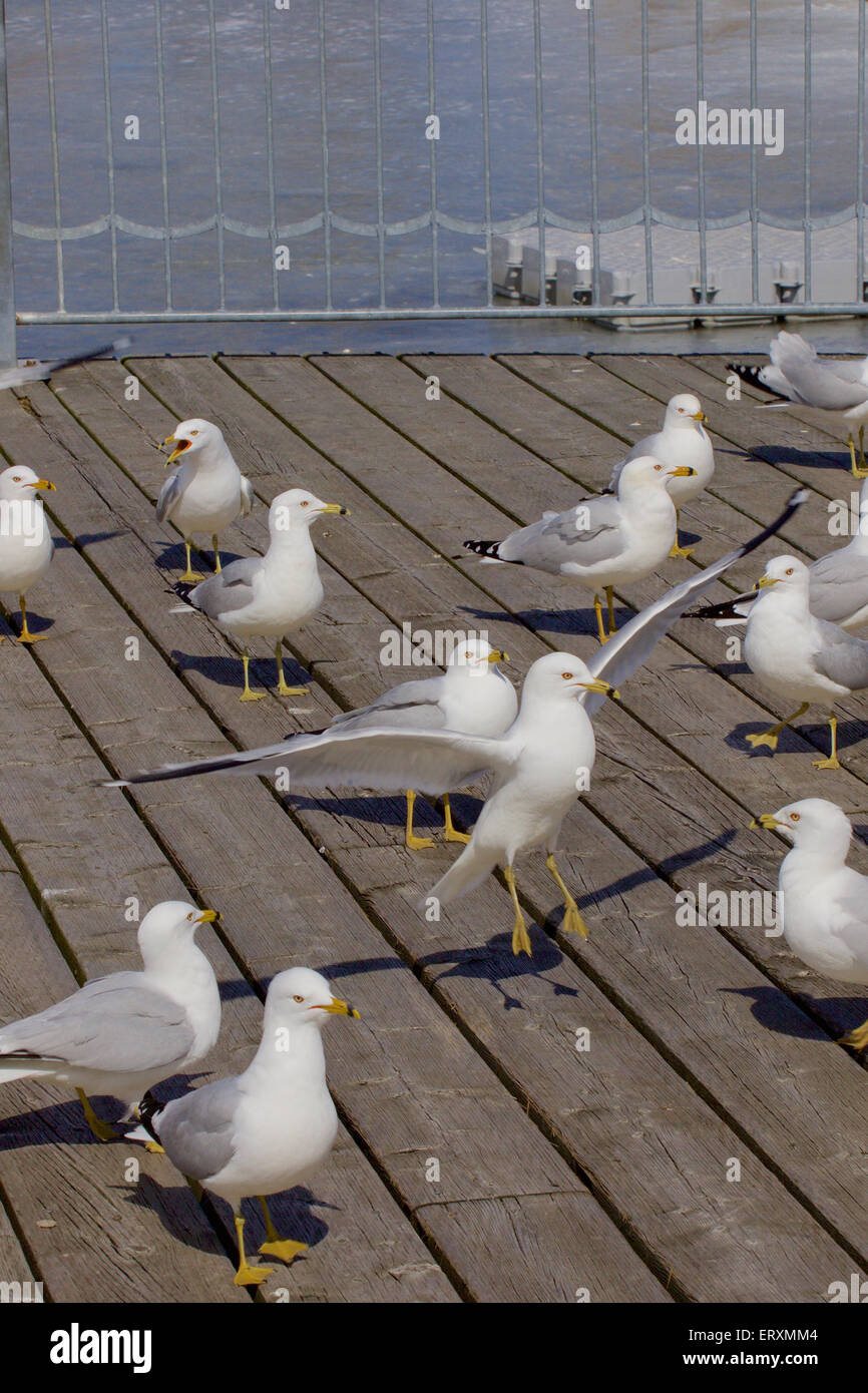 Wichtige person -Fotos und -Bildmaterial in hoher Auflösung – Alamy