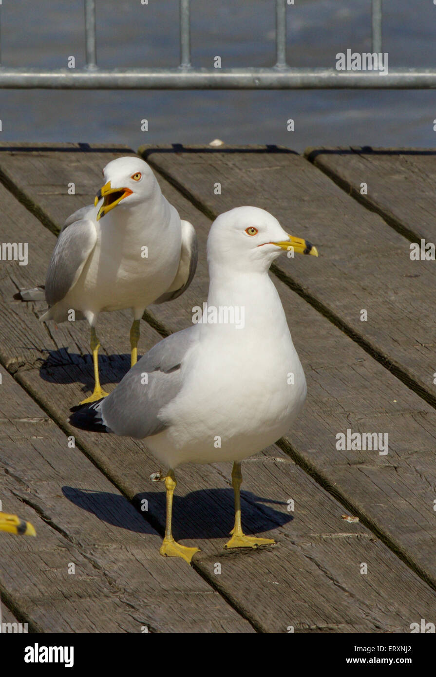 Ruhig bleiben -Fotos und -Bildmaterial in hoher Auflösung – Alamy