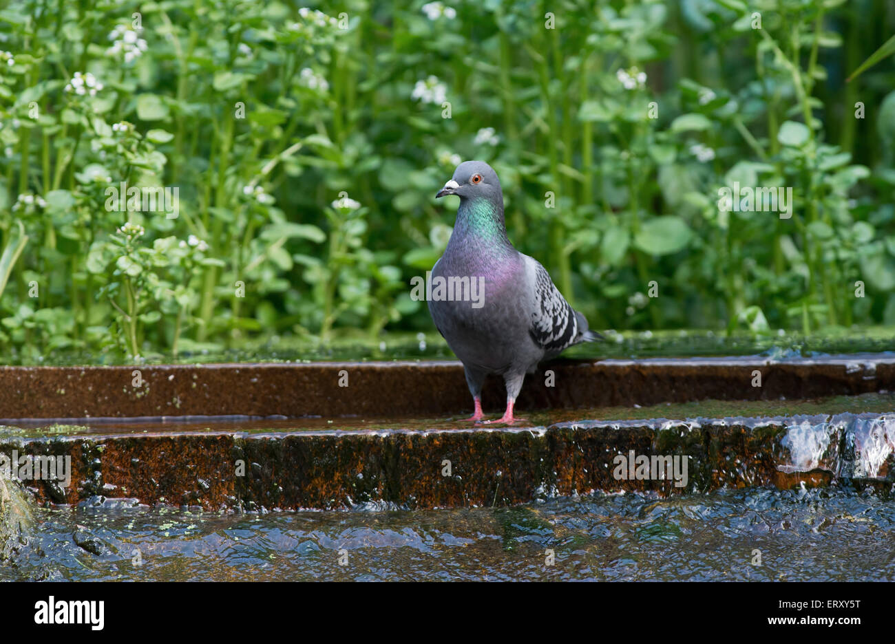 Wildtaube stadttaube columba livia domestica in -Fotos und ...