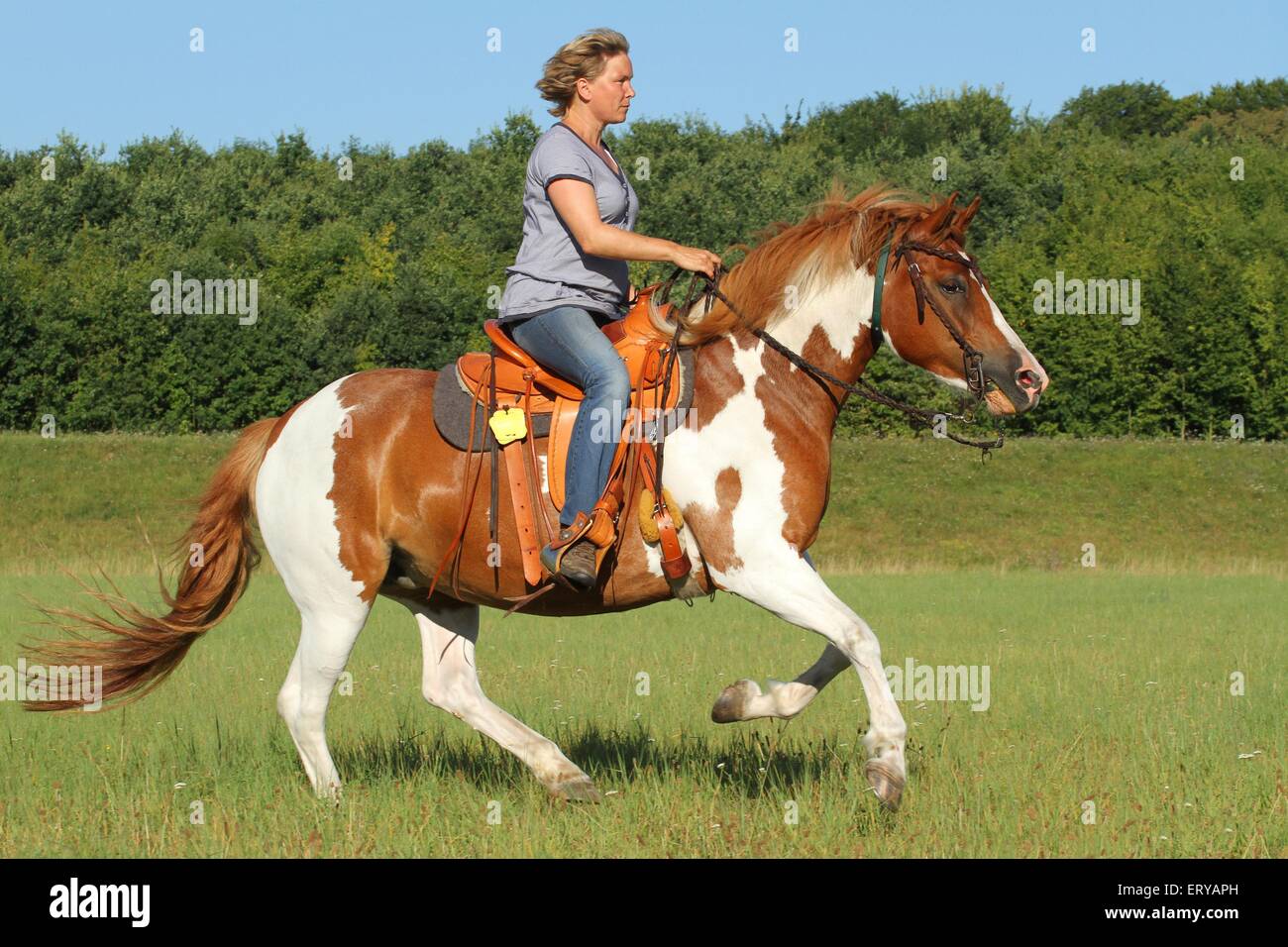 Pinto Pferd Stockfotos und -bilder Kaufen - Alamy