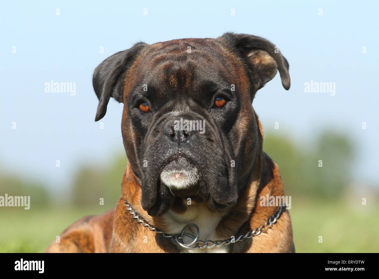 Deutsches boxerportrait -Fotos und -Bildmaterial in hoher Auflösung – Alamy