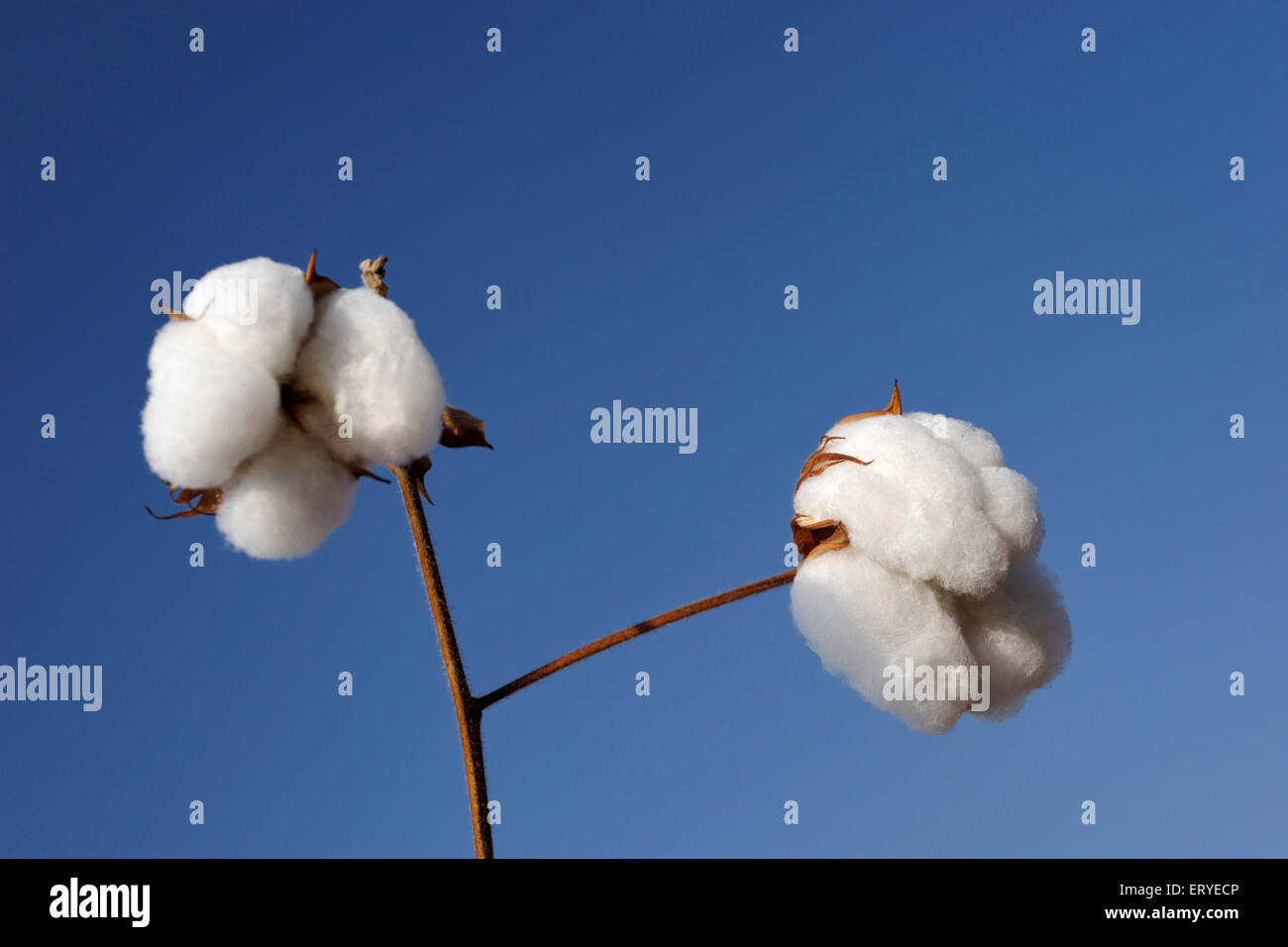 Cotton gossypium herbaceum -Fotos und -Bildmaterial in hoher Auflösung ...