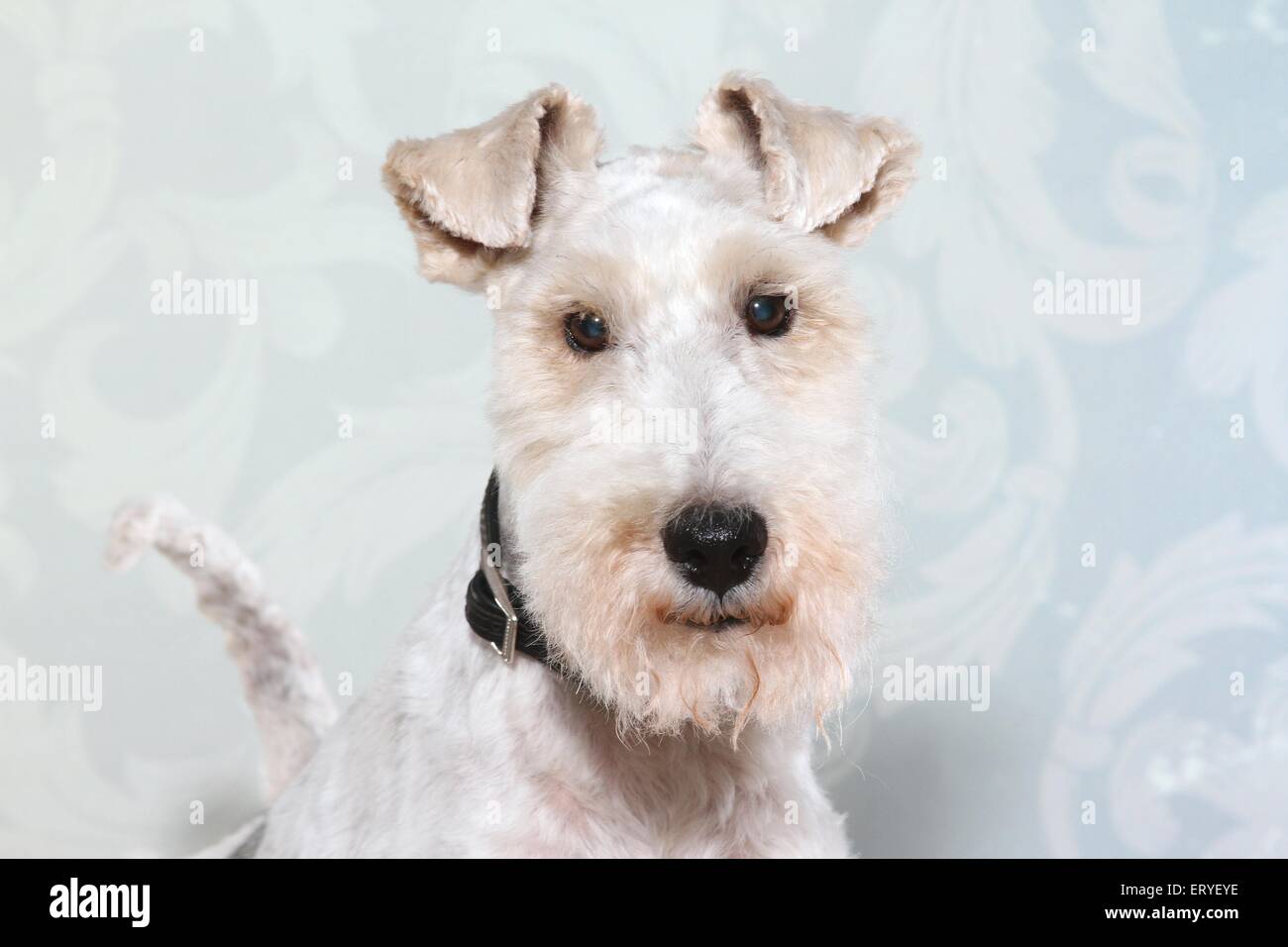 Der foxterrier -Fotos und -Bildmaterial in hoher Auflösung – Alamy