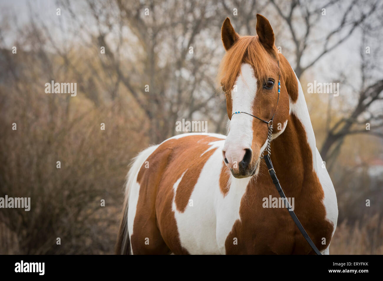 Pinto stallion horse -Fotos und -Bildmaterial in hoher Auflösung – Alamy