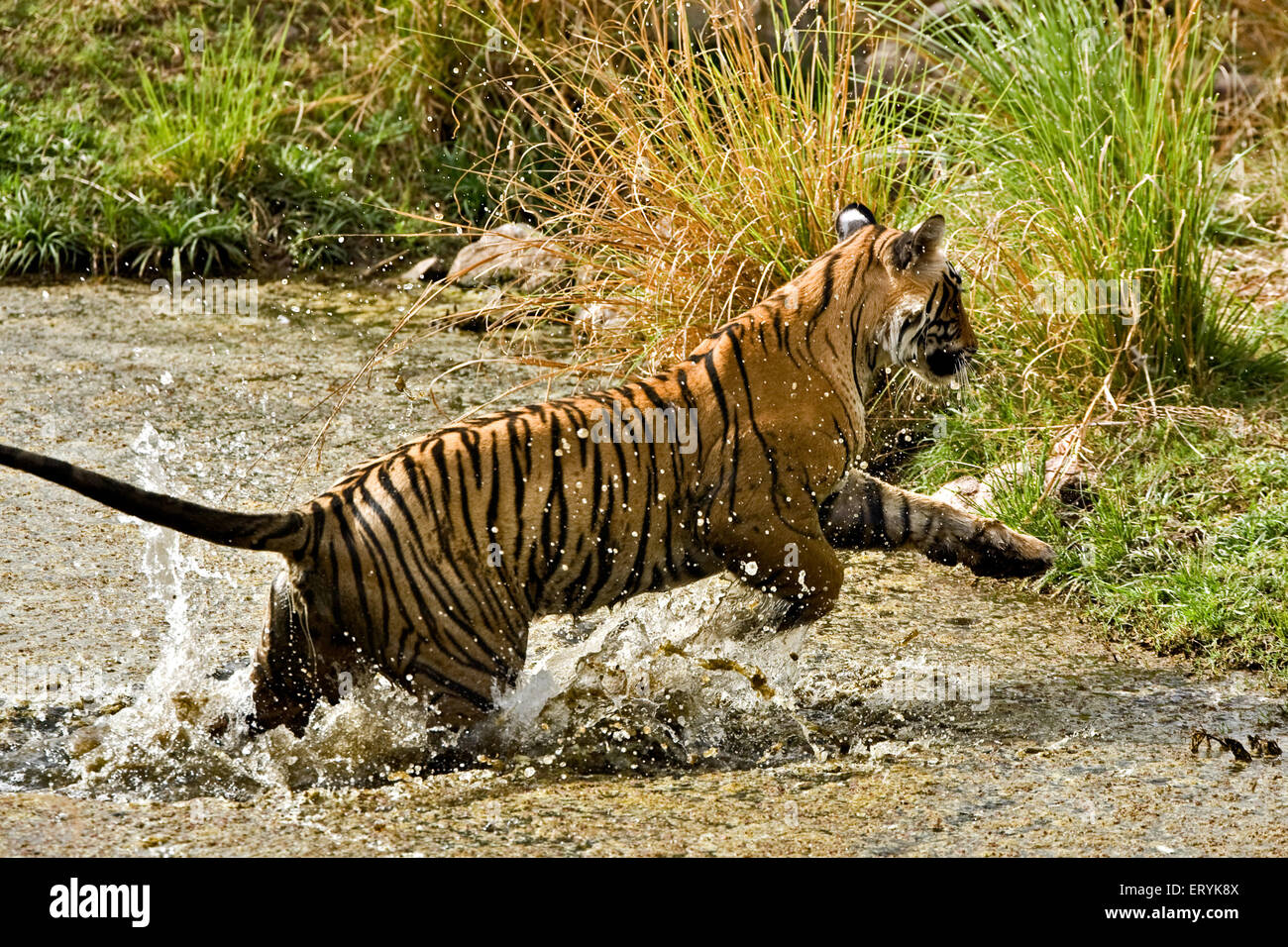 Jumping Tiger Stockfotos und -bilder Kaufen - Alamy