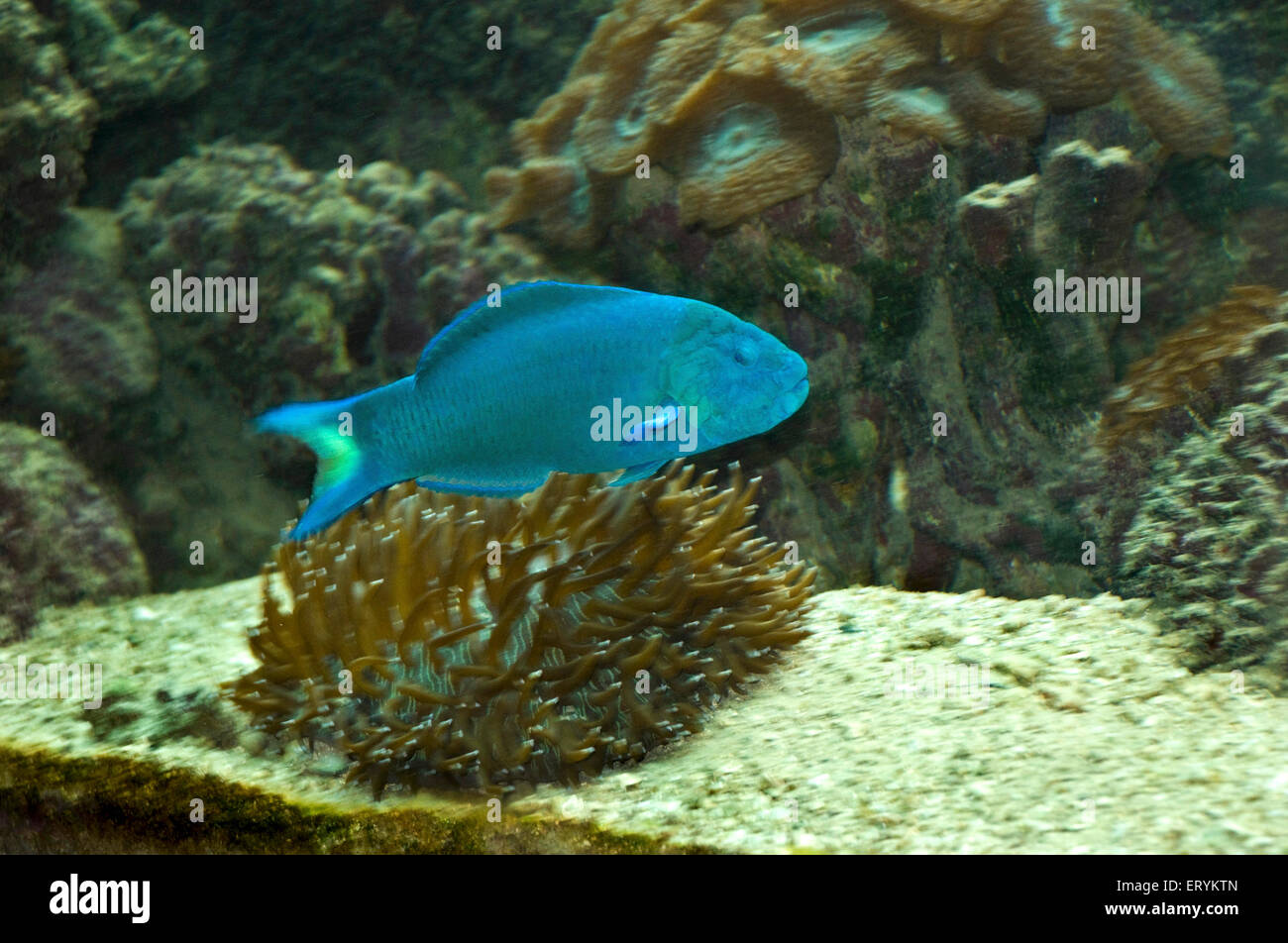 Lyretail wrasse thalassoma lunare -Fotos und -Bildmaterial in hoher ...