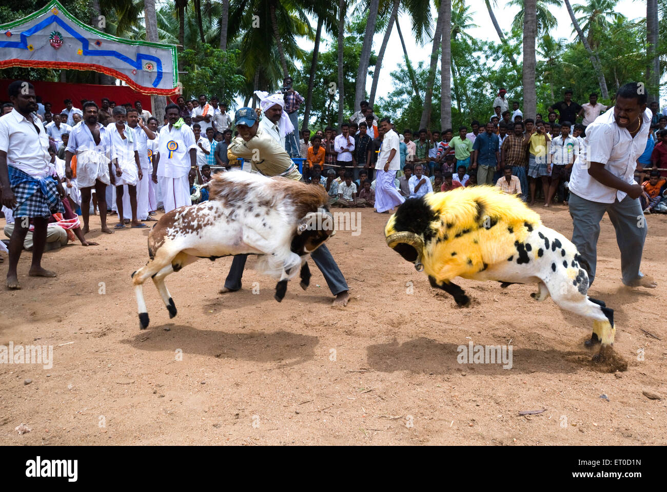 Kidai muttu -Fotos und -Bildmaterial in hoher Auflösung – Alamy