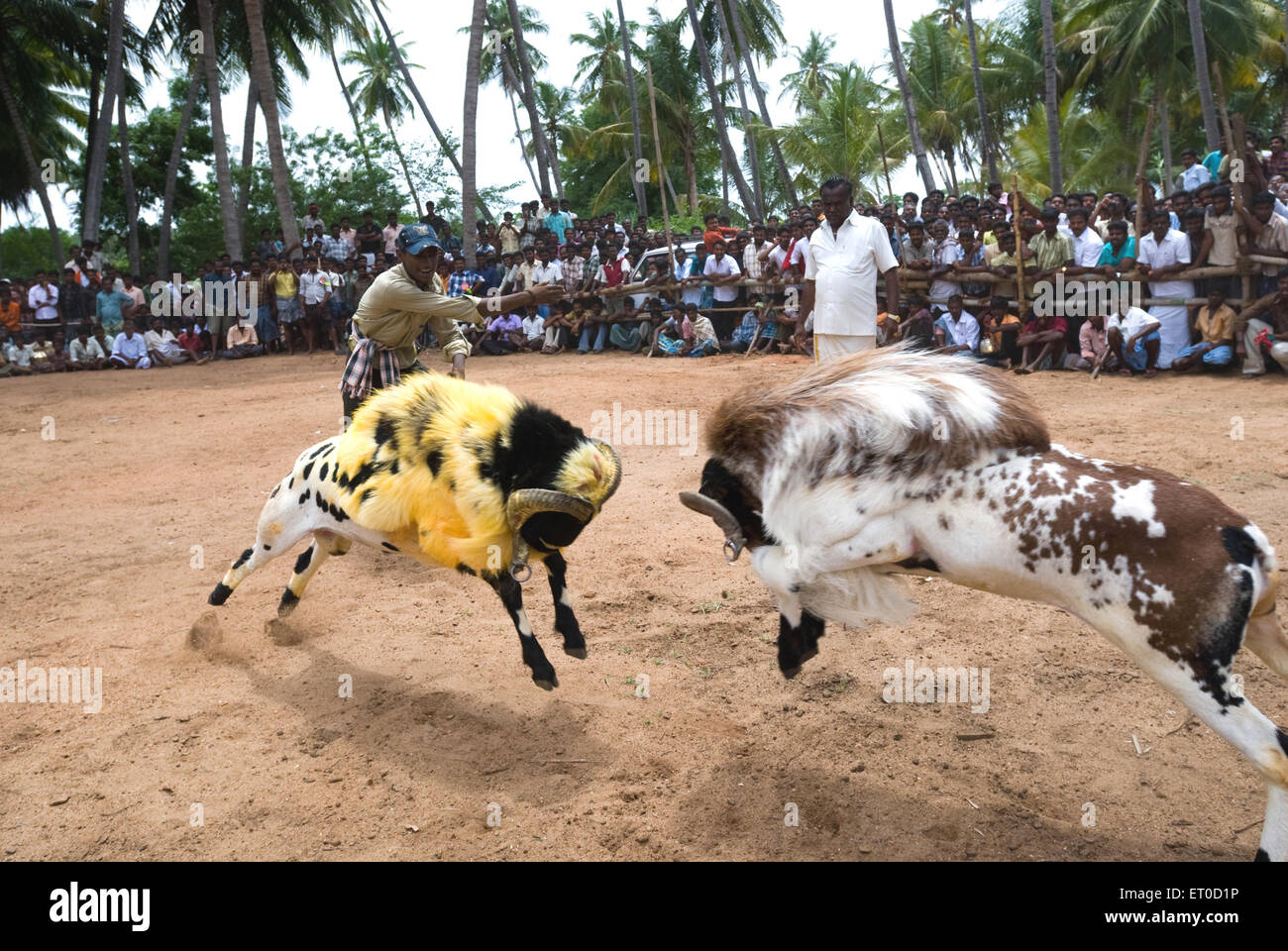 Kidai muttu -Fotos und -Bildmaterial in hoher Auflösung – Alamy