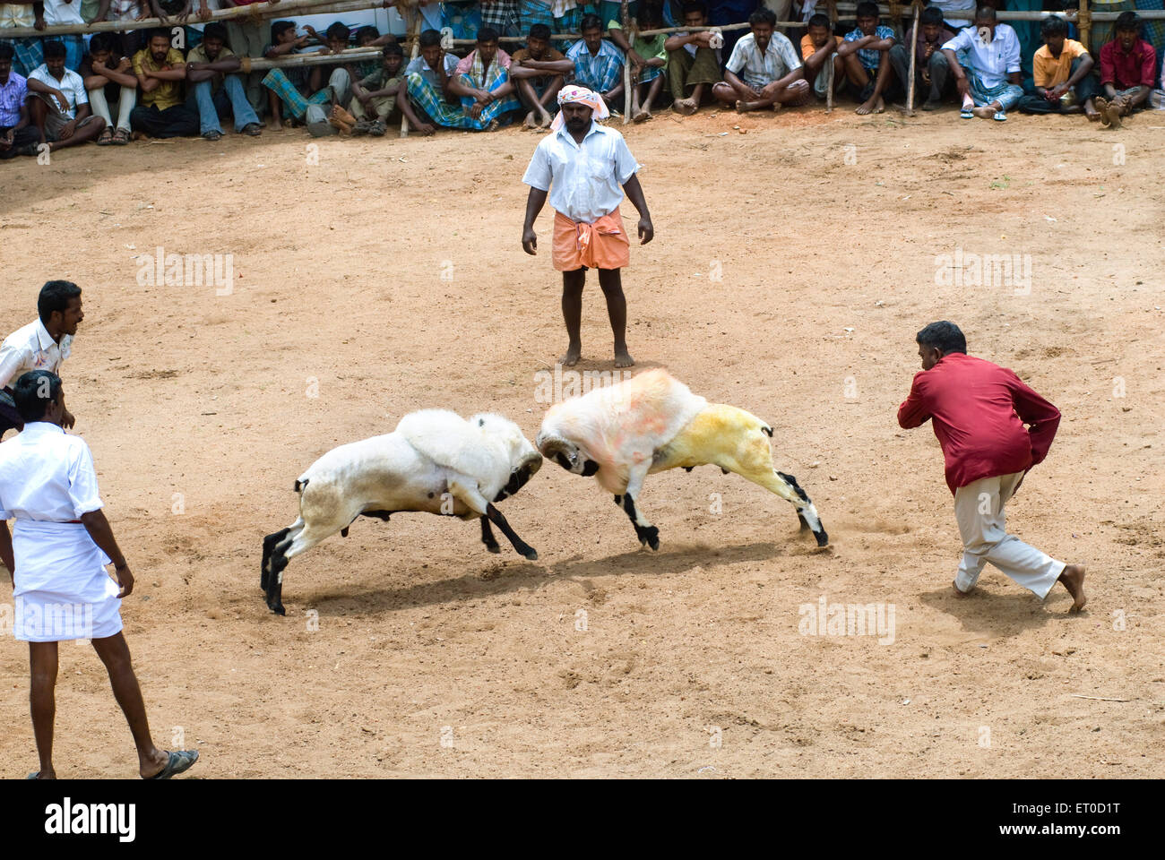 Kidai muttu -Fotos und -Bildmaterial in hoher Auflösung – Alamy