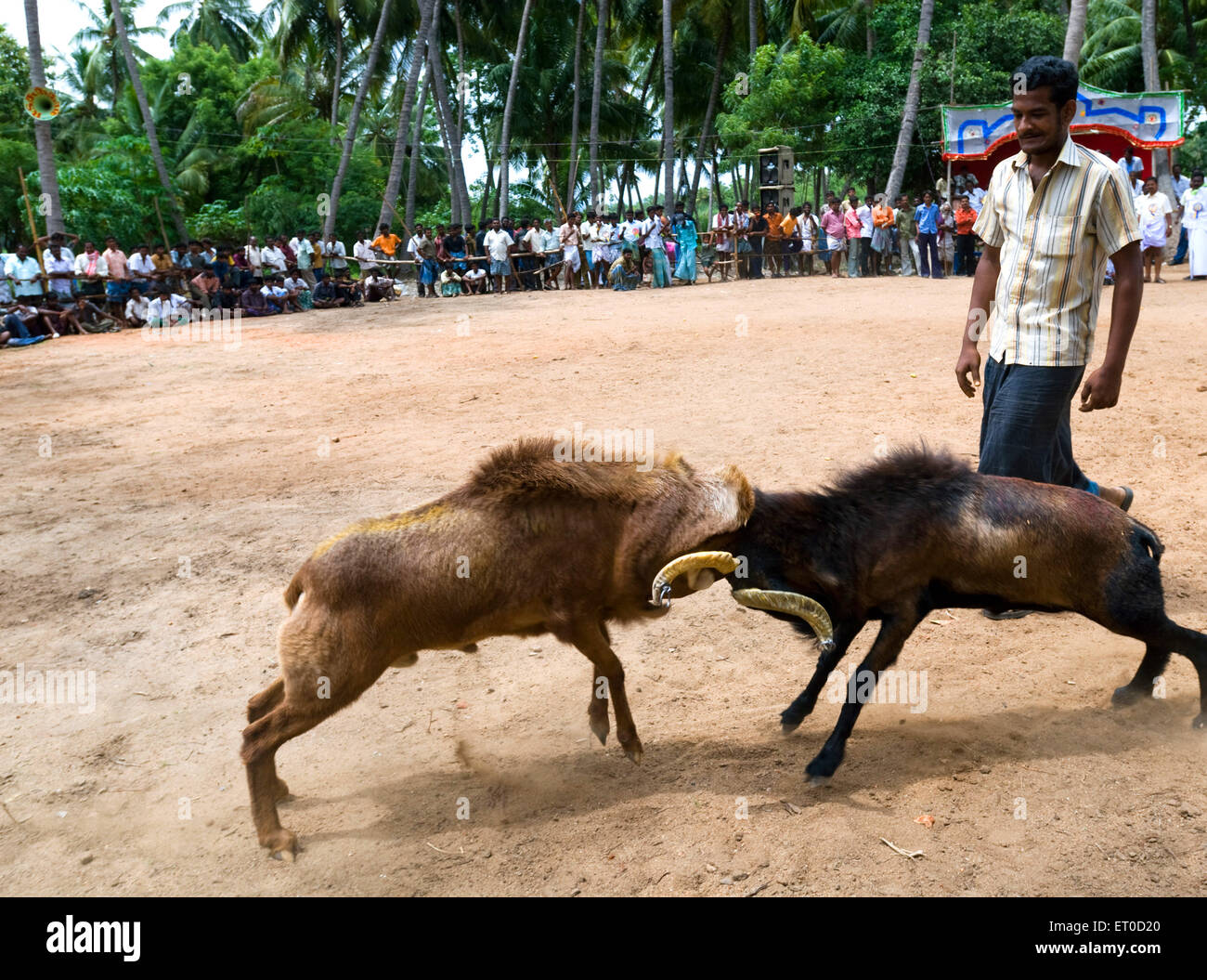 Goat goats fighting -Fotos und -Bildmaterial in hoher Auflösung – Alamy