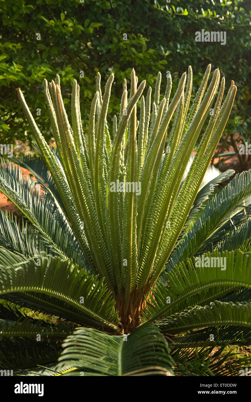 Sago palm cycas revoluta -Fotos und -Bildmaterial in hoher Auflösung ...