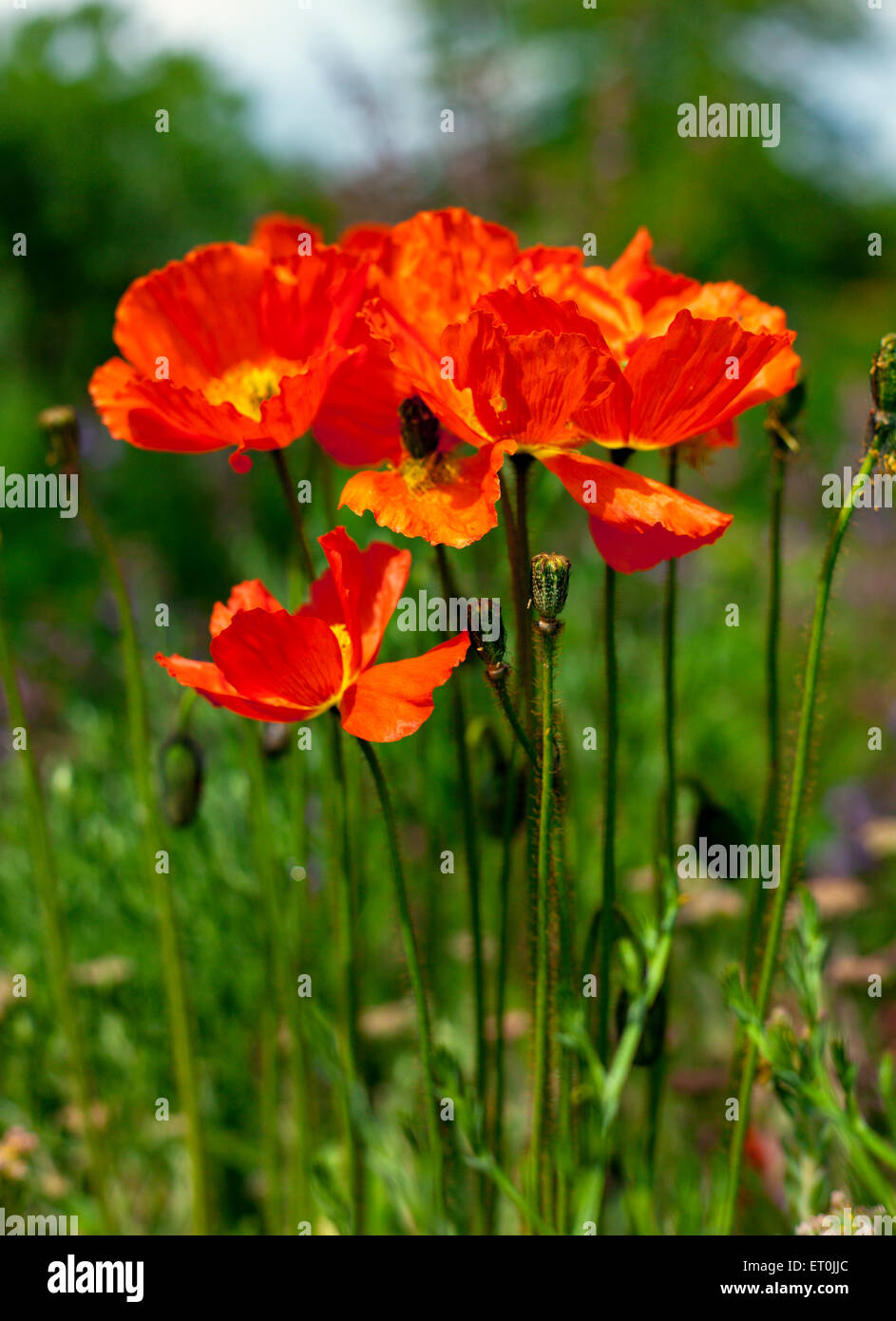 Island mohn blumen -Fotos und -Bildmaterial in hoher Auflösung – Alamy