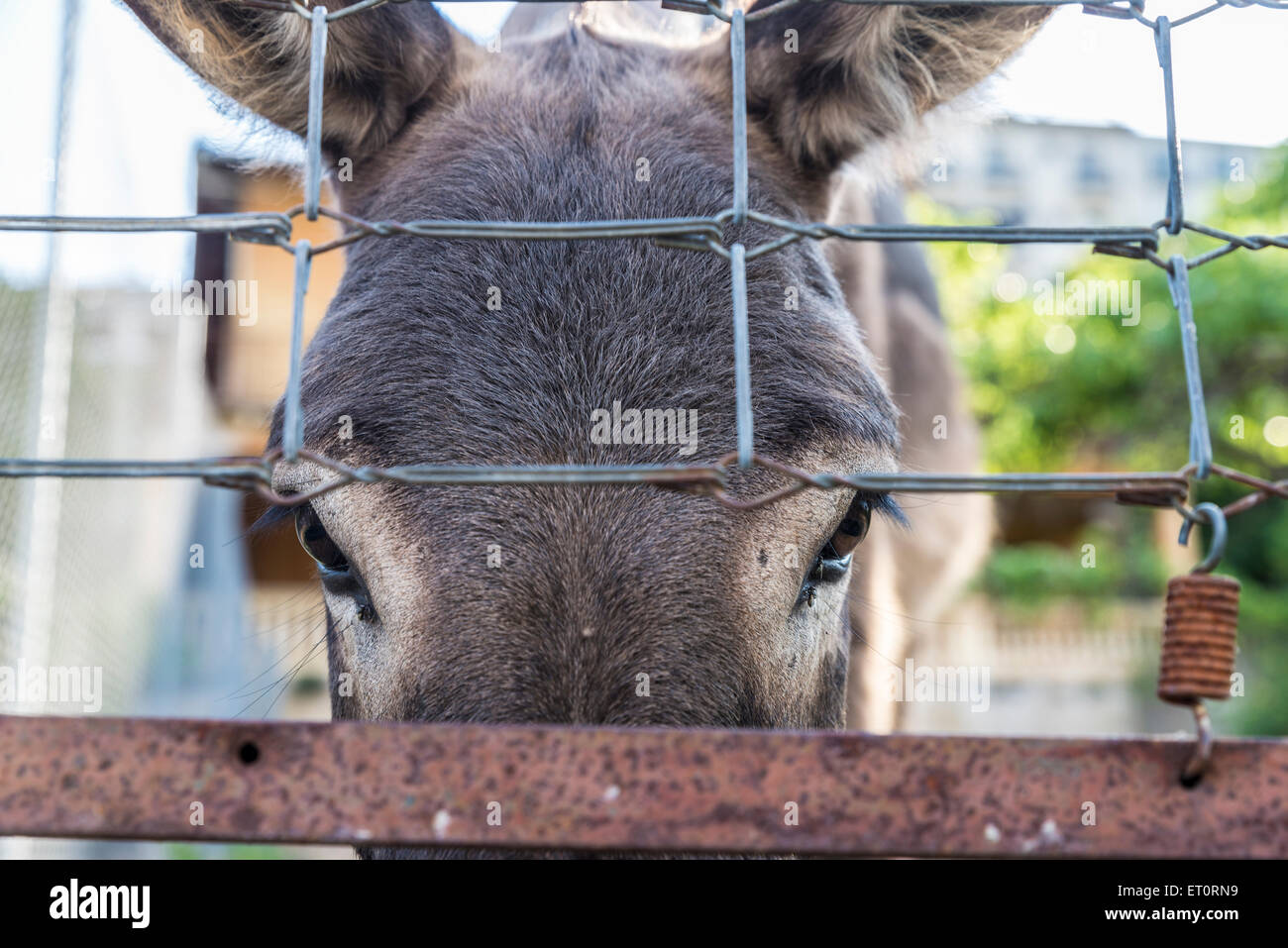 Esel, der zur kamera schaut -Fotos und -Bildmaterial in hoher Auflösung ...