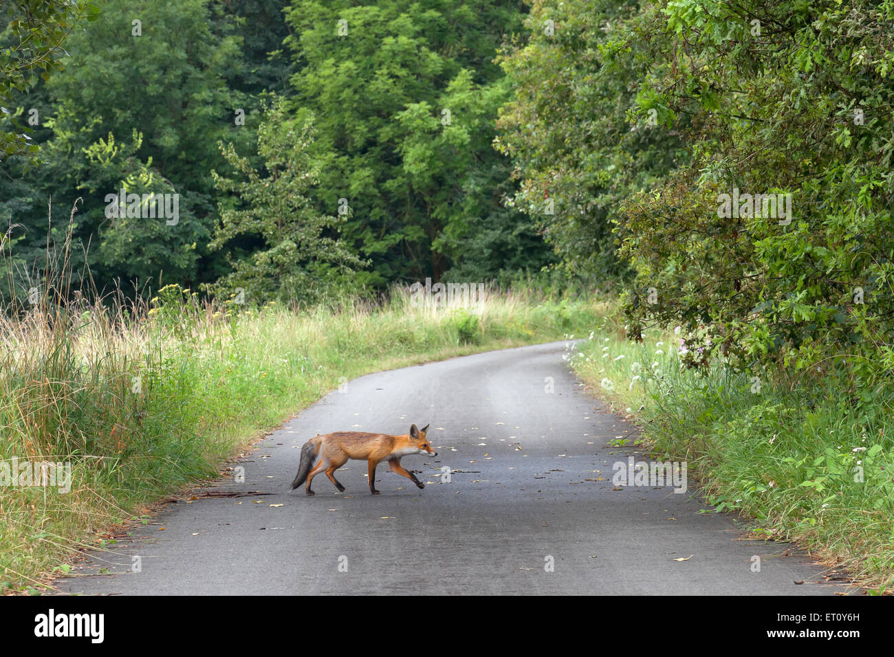 Young Red Fox Germany Stockfotos und -bilder Kaufen - Alamy