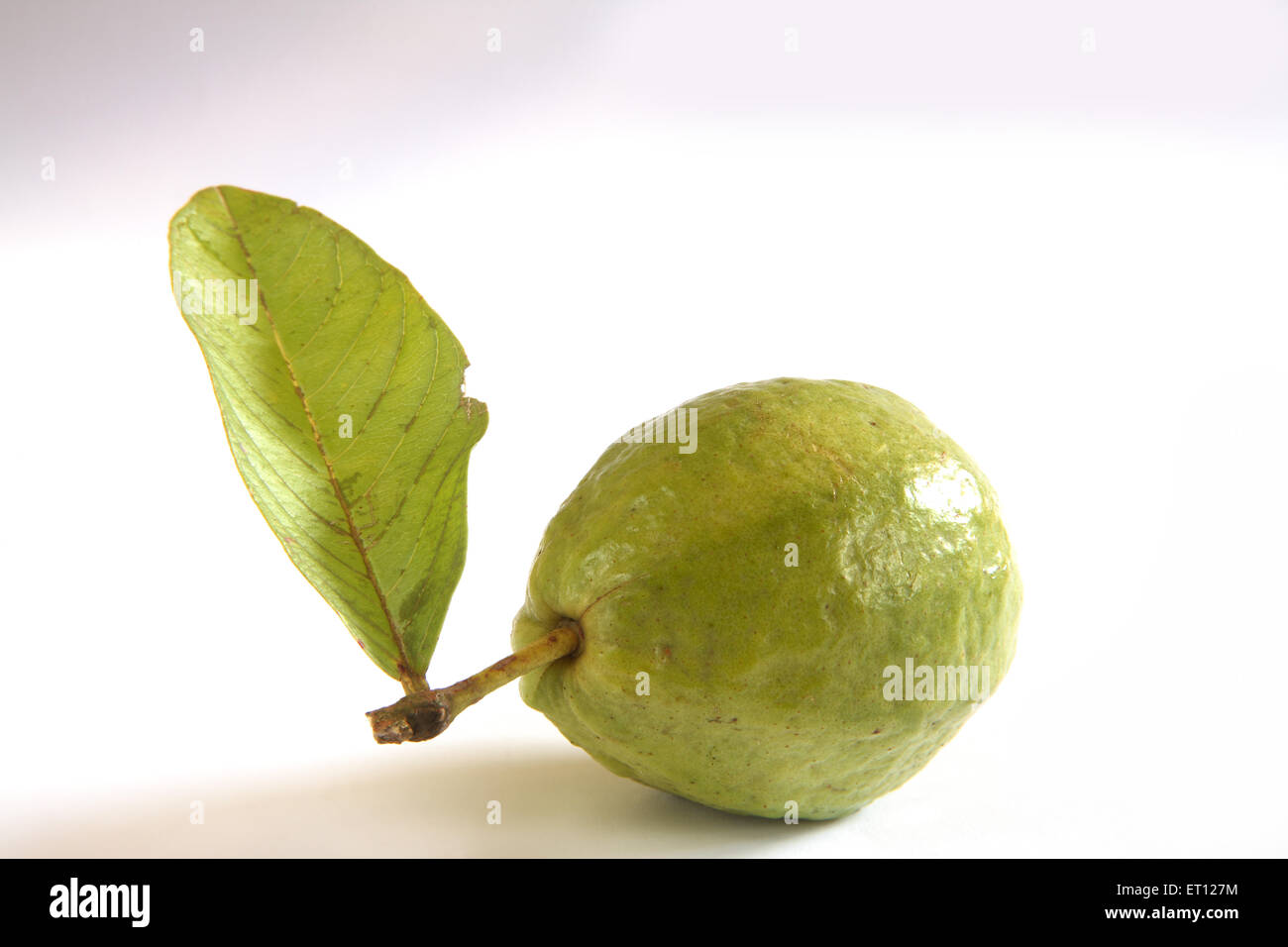 Reife guave frucht -Fotos und -Bildmaterial in hoher Auflösung – Alamy