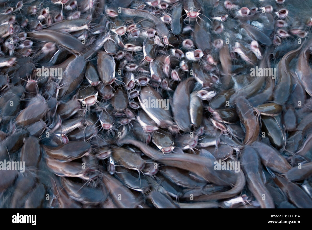 Katze und fisch -Fotos und -Bildmaterial in hoher Auflösung – Alamy