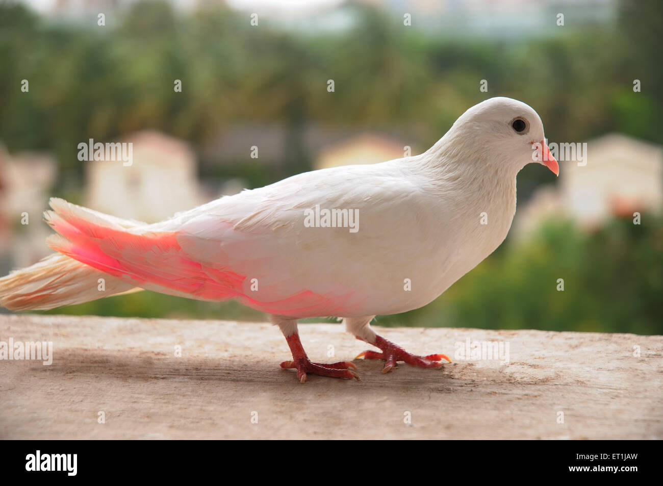 Weiße Taube, Albino-Taube, Taube, weiße Taube Stockfotografie - Alamy