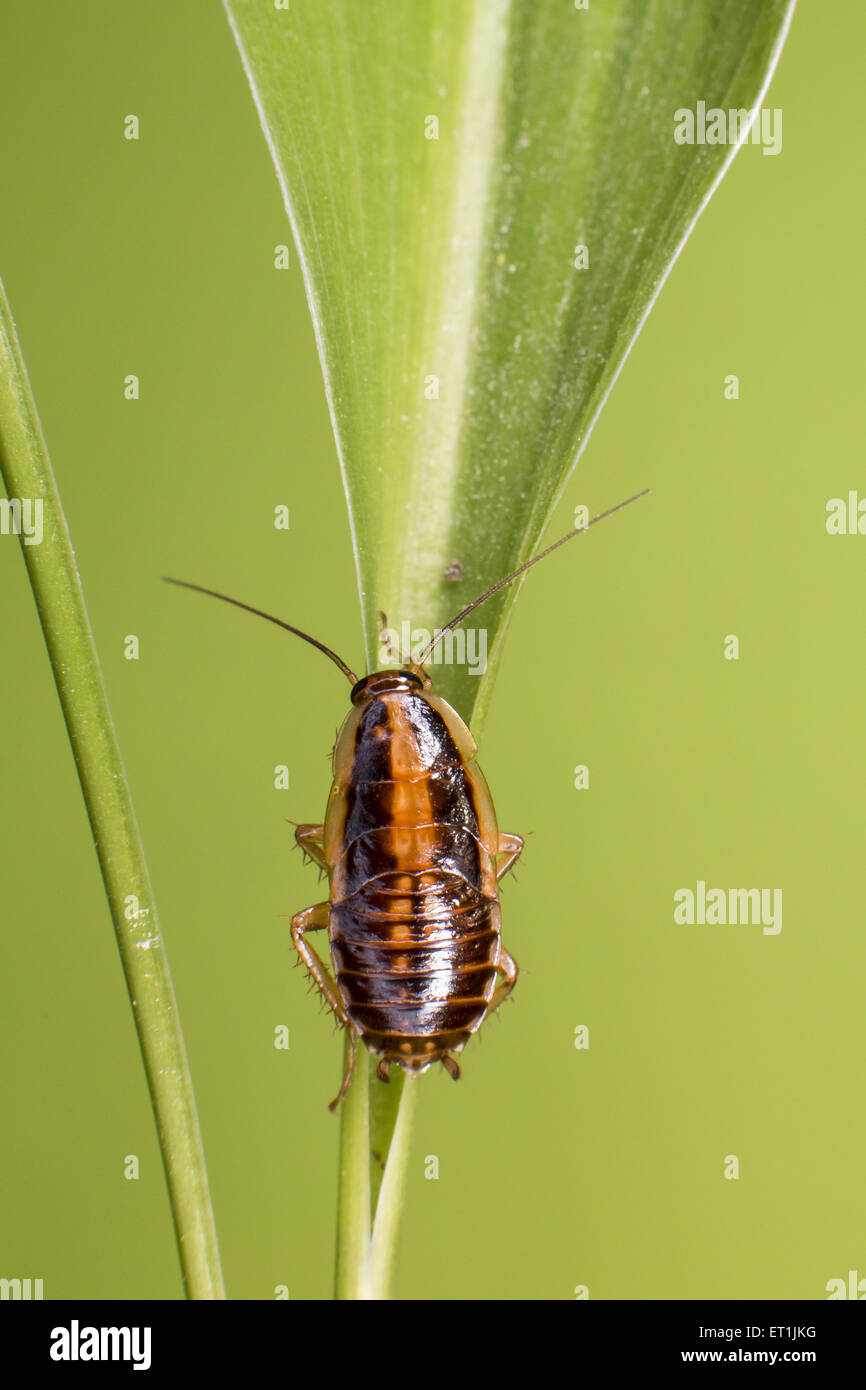 Deutsche schabe blattella germanica -Fotos und -Bildmaterial in hoher ...