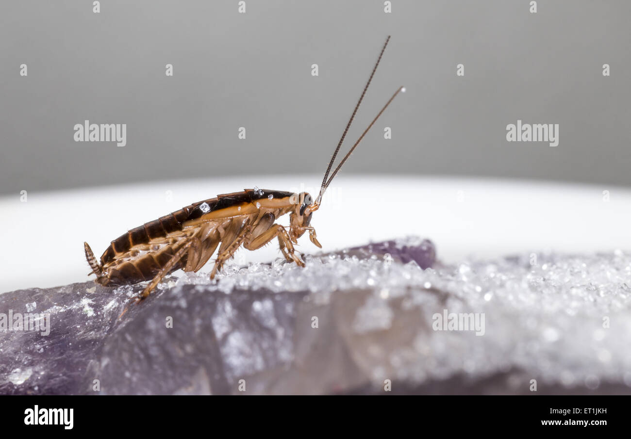 Deutsche schabe blattella germanica -Fotos und -Bildmaterial in hoher ...