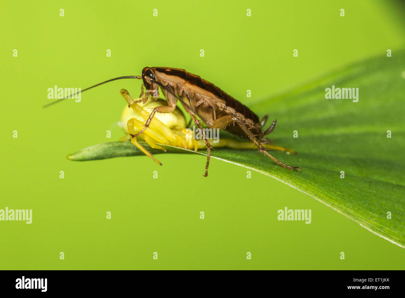 Blattella germanica -Fotos und -Bildmaterial in hoher Auflösung – Alamy