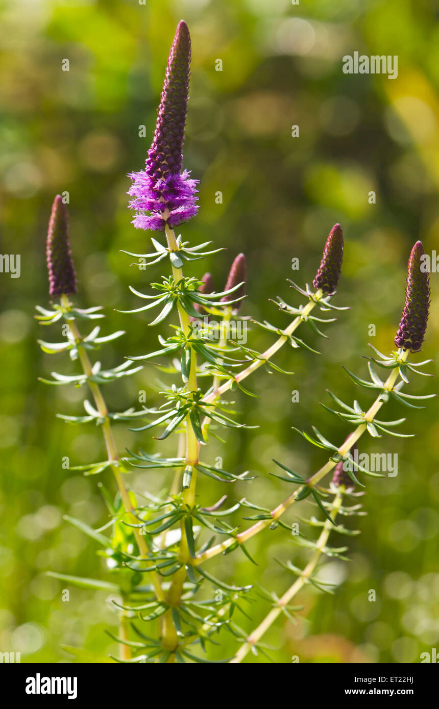 Pogostemon deccanensis -Fotos und -Bildmaterial in hoher Auflösung – Alamy