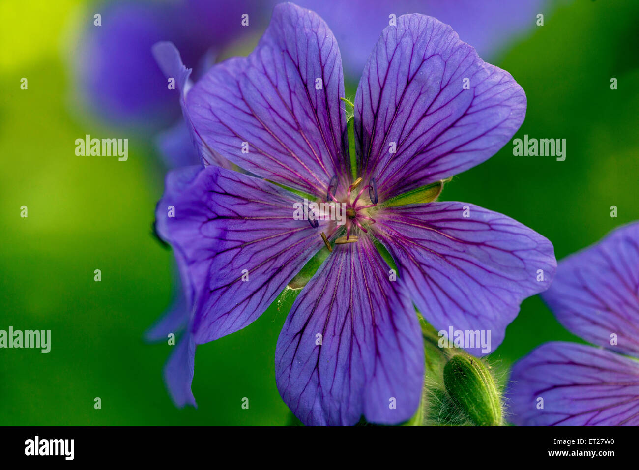 Blaue cranesbill blumen -Fotos und -Bildmaterial in hoher Auflösung – Alamy