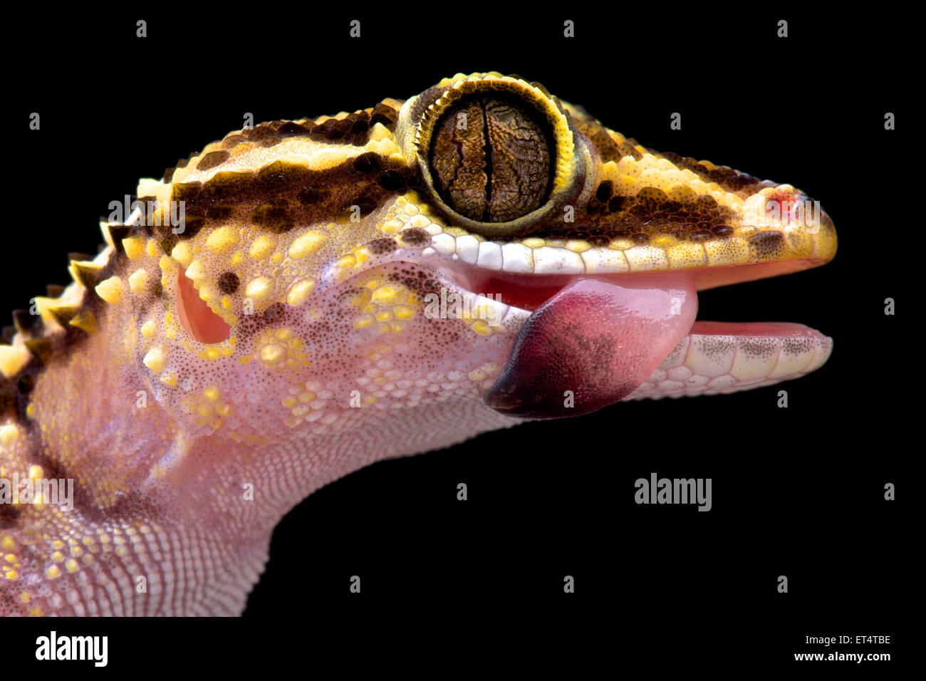 Gecko lecken -Fotos und -Bildmaterial in hoher Auflösung – Alamy