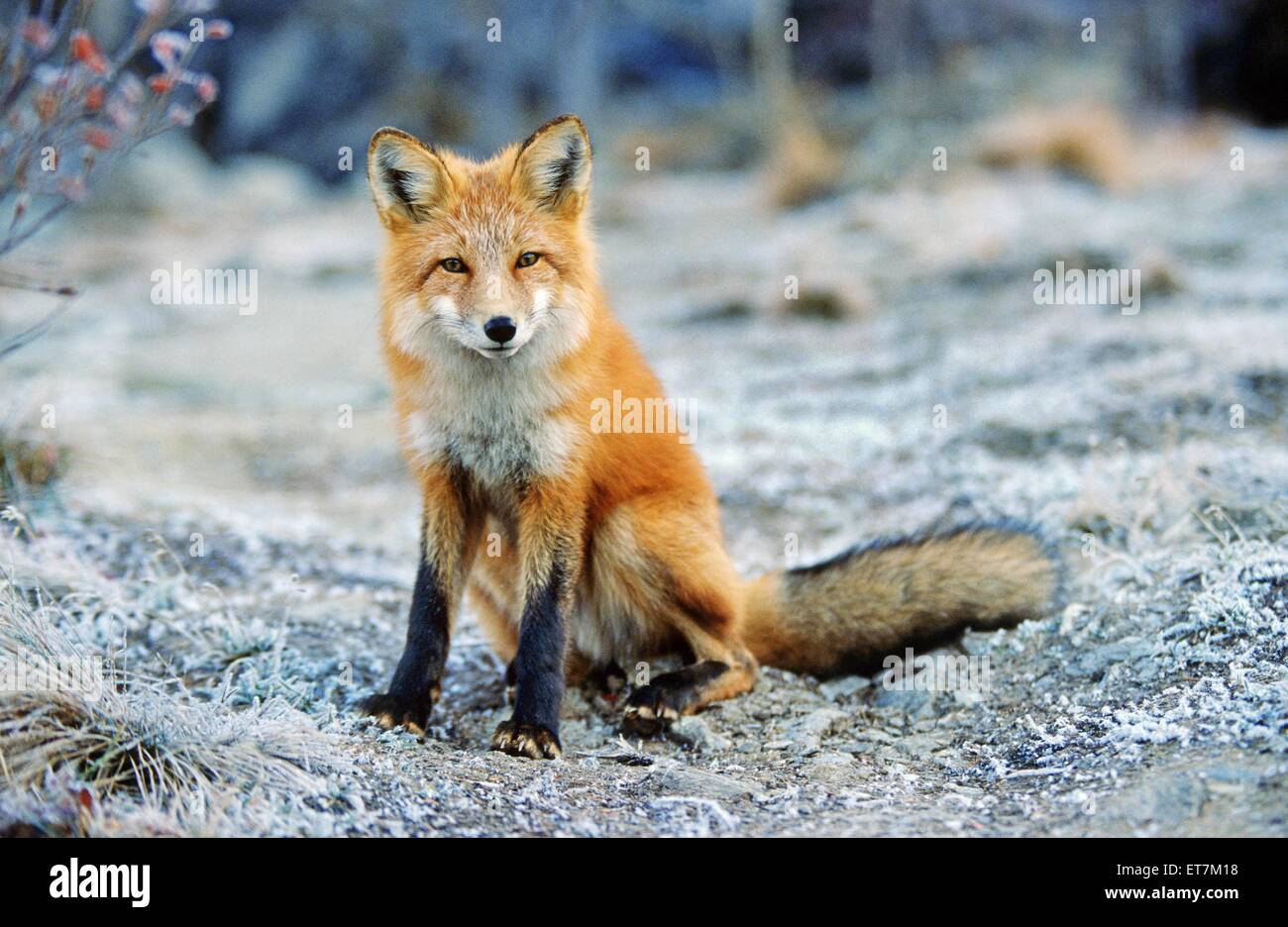 Amerikanischer rotfuchs rotfuchs -Fotos und -Bildmaterial in hoher ...