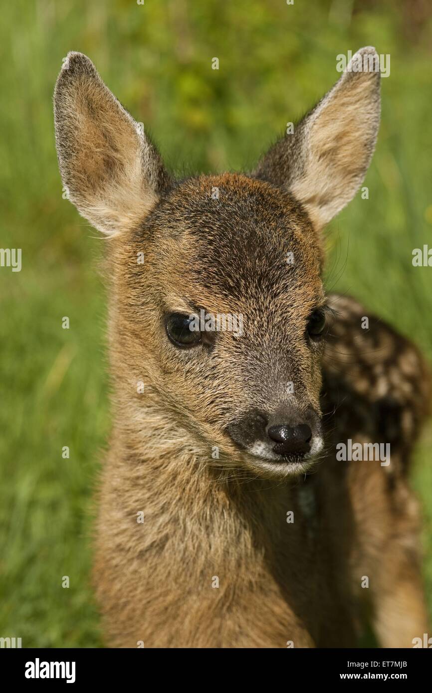 Europaeisches Reh (Capreolus Capreolus), Rehkitz, Portraet, Deutschland ...