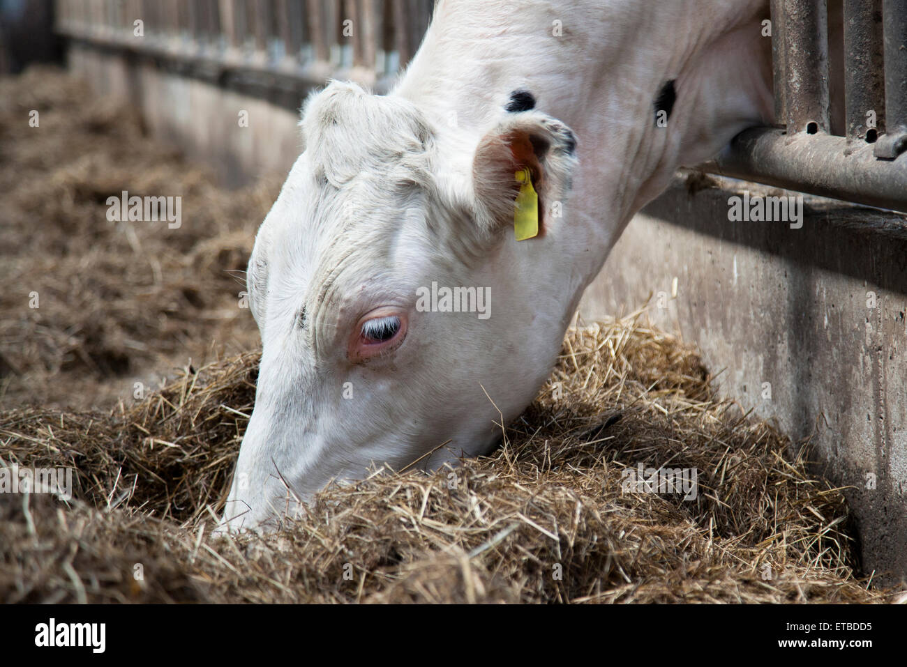 Stabil frisch -Fotos und -Bildmaterial in hoher Auflösung – Alamy