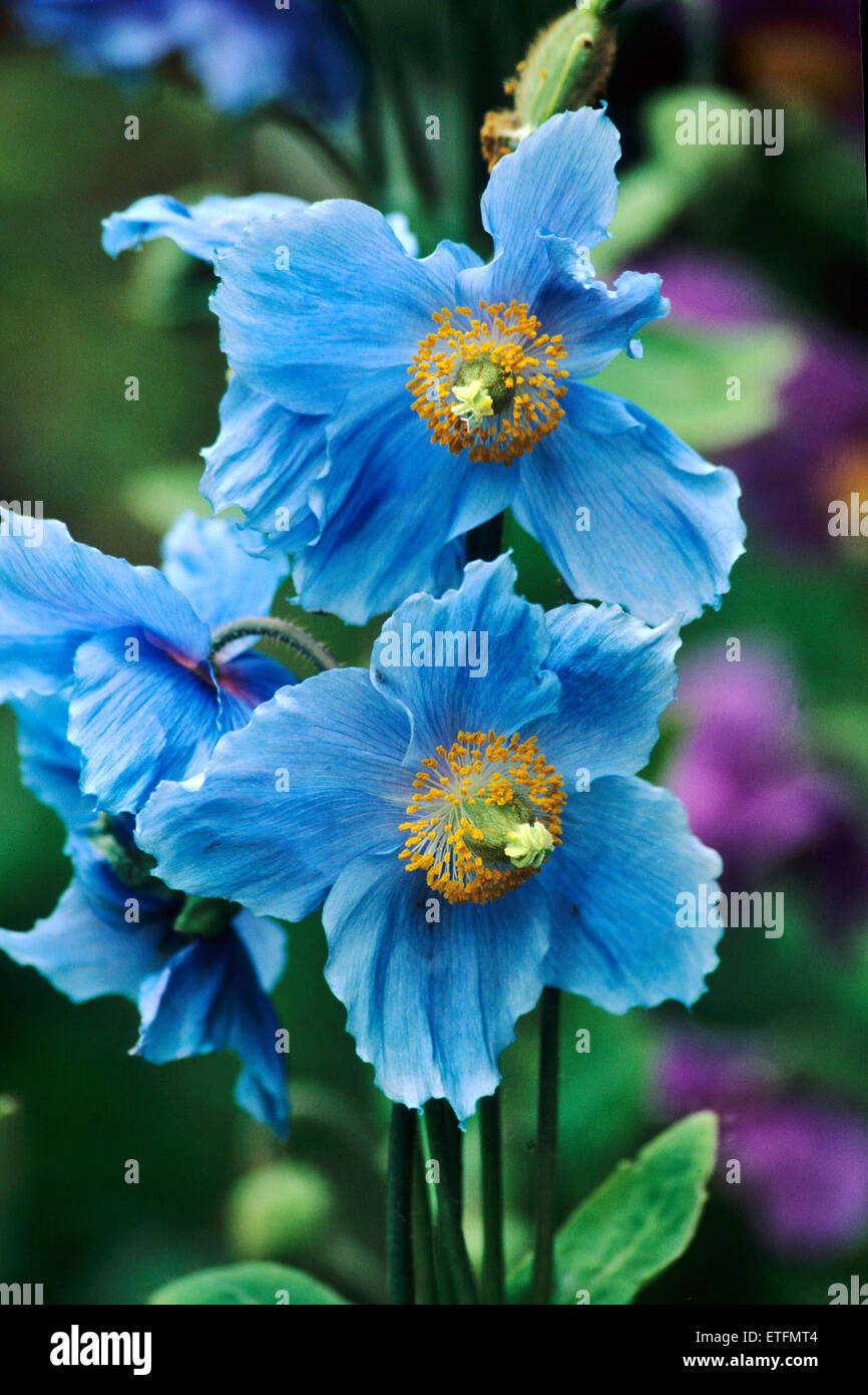 Blaue mohnblume meconopsis betonicifolia -Fotos und -Bildmaterial in ...