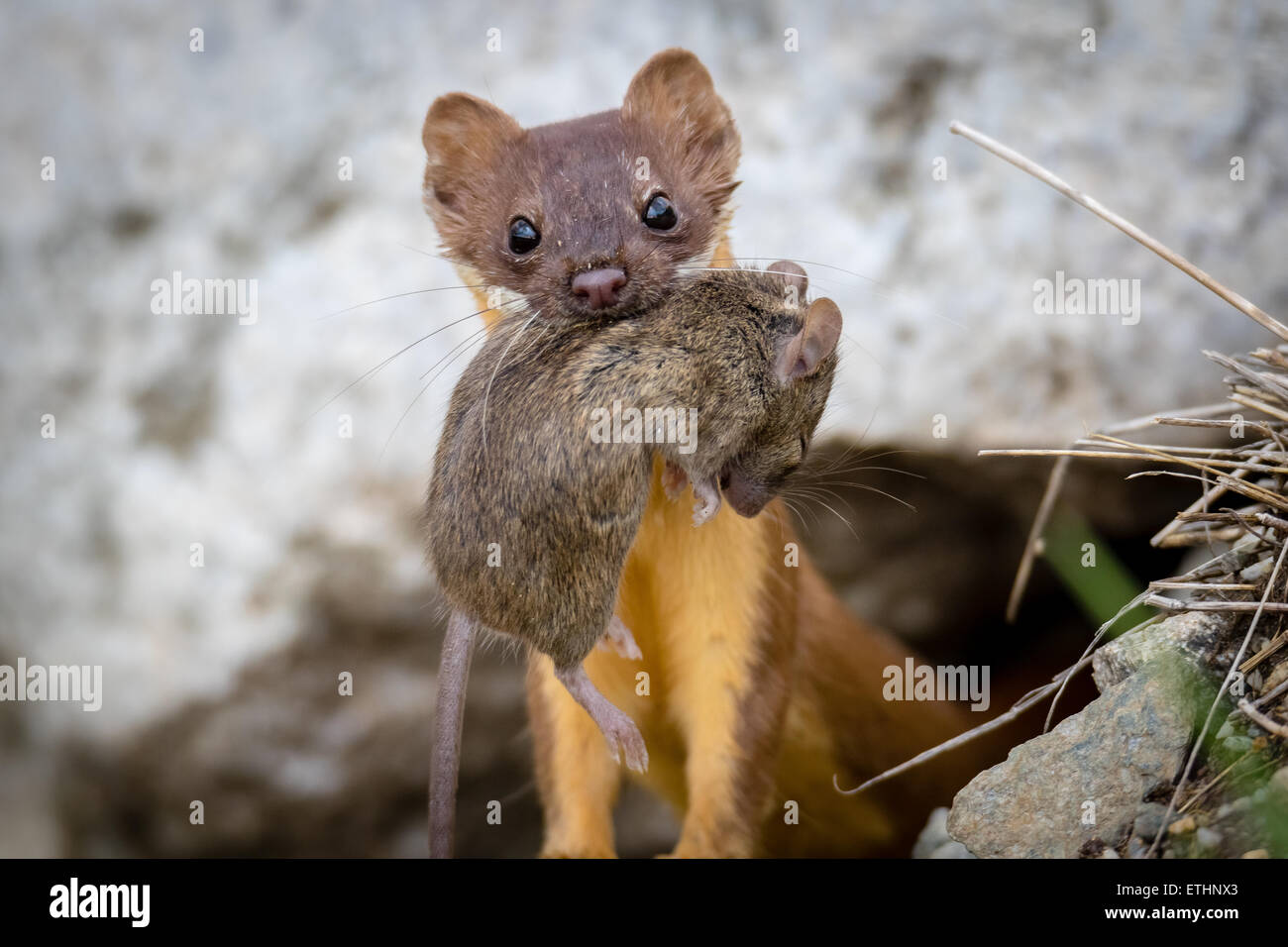 Utah wiesel mit der maus -Fotos und -Bildmaterial in hoher Auflösung ...