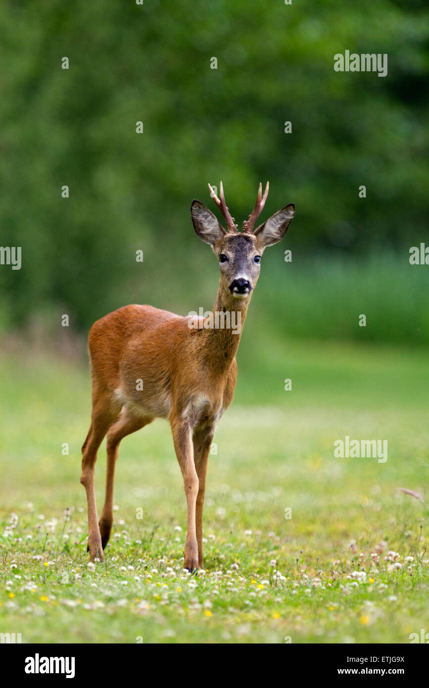 Der rehbock -Fotos und -Bildmaterial in hoher Auflösung – Alamy
