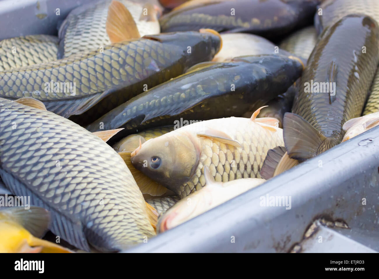 Lebensmittel karpfen -Fotos und -Bildmaterial in hoher Auflösung – Alamy