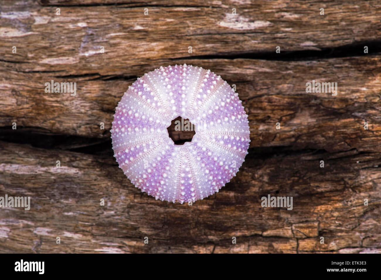 Seeigel schale -Fotos und -Bildmaterial in hoher Auflösung – Alamy