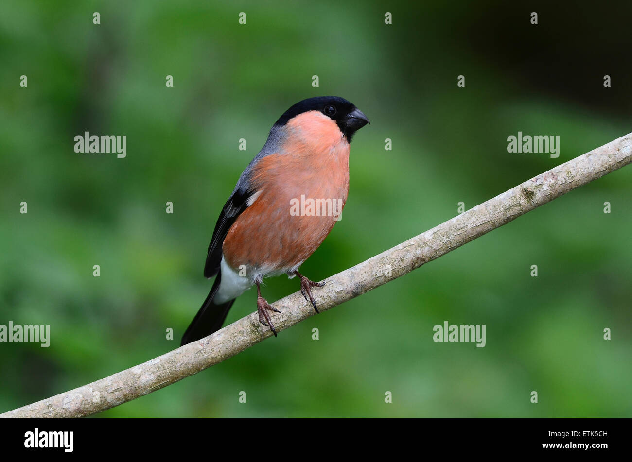 Eurasische gimpel -Fotos und -Bildmaterial in hoher Auflösung – Alamy
