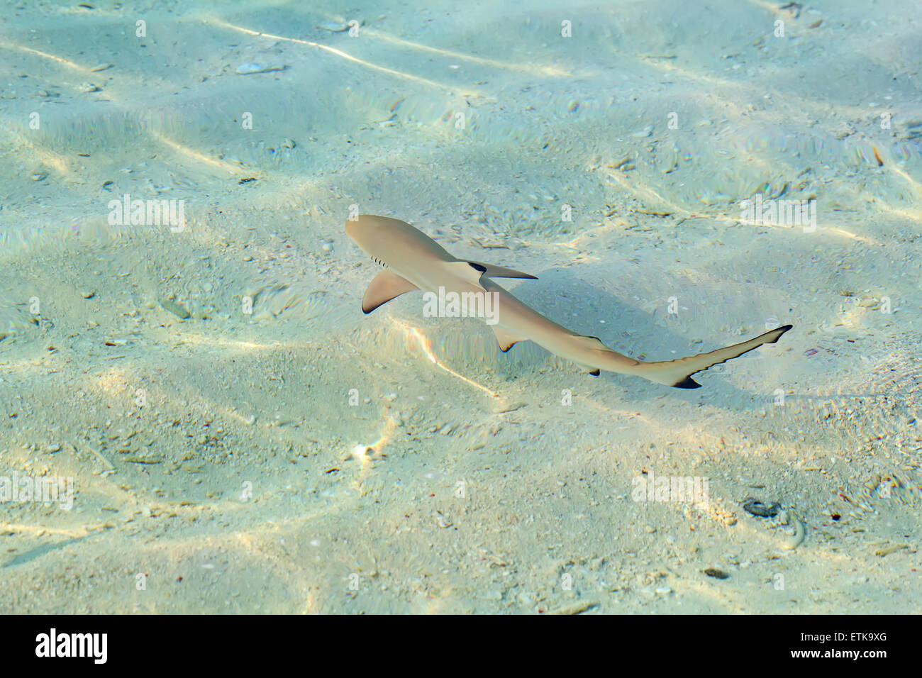 Horizontal color image sand shark -Fotos und -Bildmaterial in hoher ...