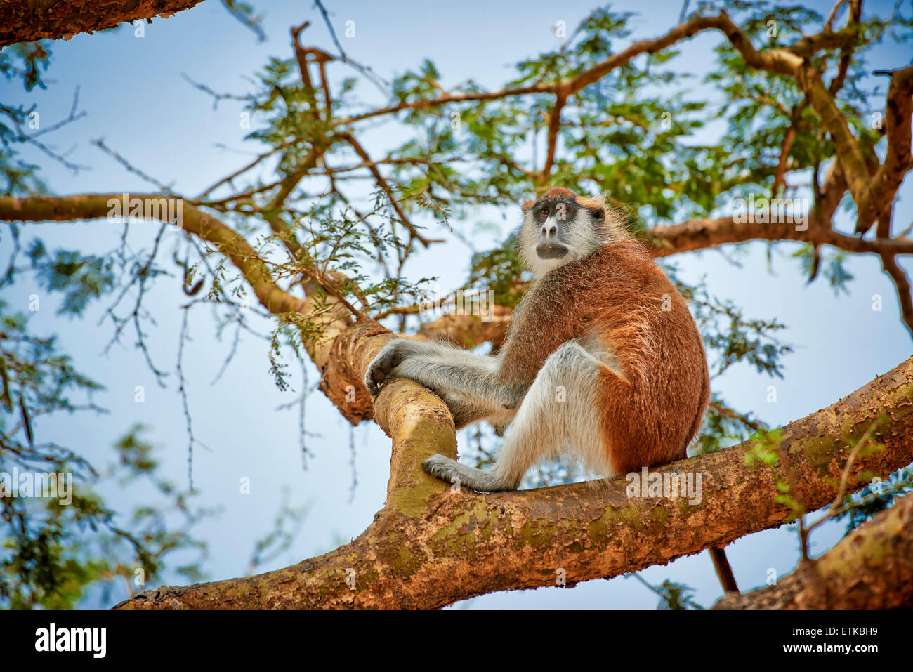 Patas Affe oder Husaren Affe, Erythrocebus Pata, Murchison Falls ...