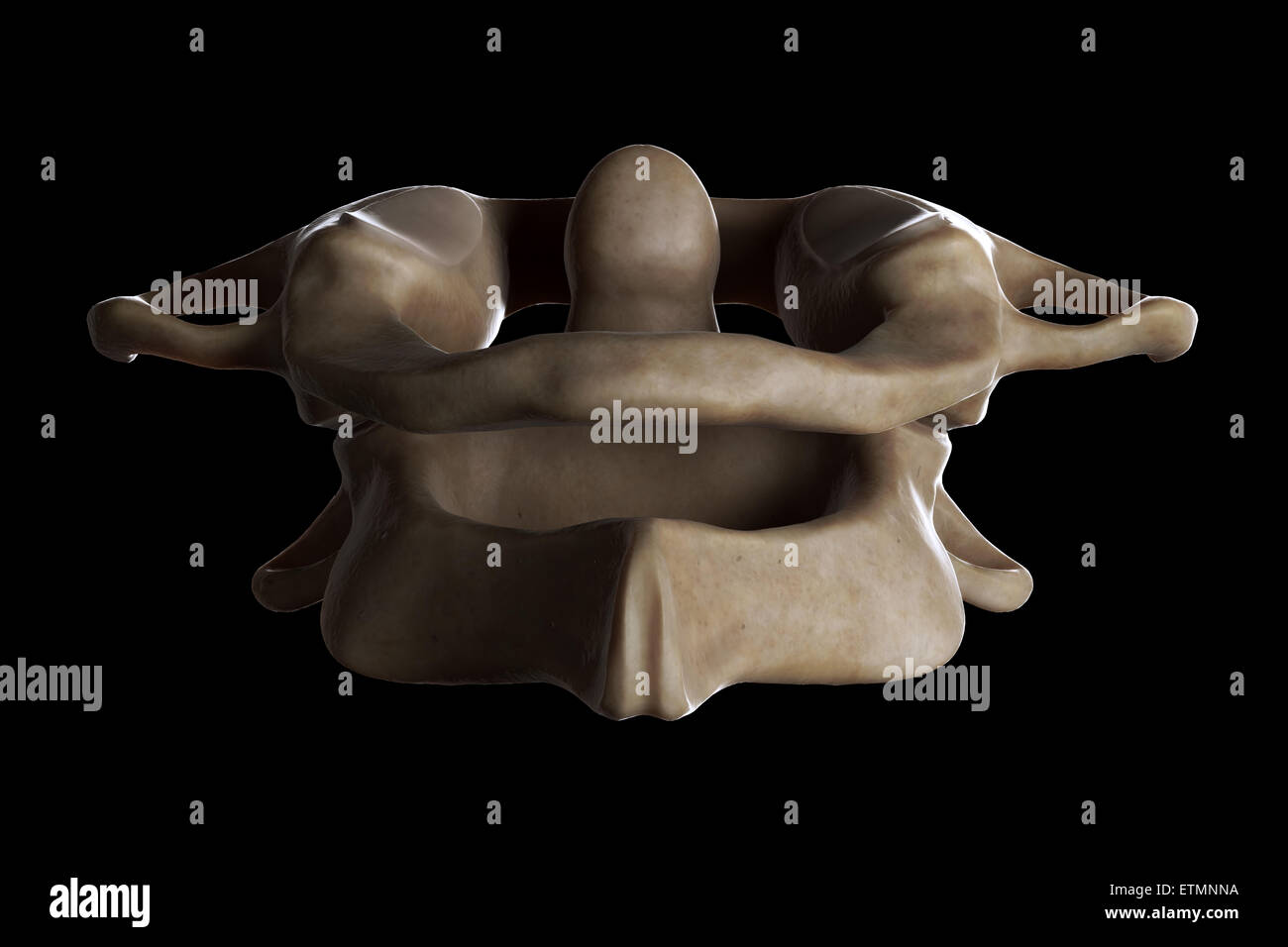 Anatomy atlas -Fotos und -Bildmaterial in hoher Auflösung – Alamy