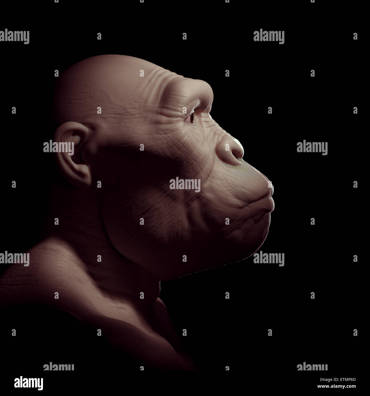 Darstellung eines Australopithecus, eine ausgestorbene Gattung der ...