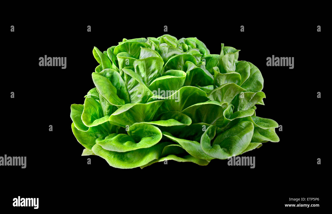 Salat batavia -Fotos und -Bildmaterial in hoher Auflösung – Alamy