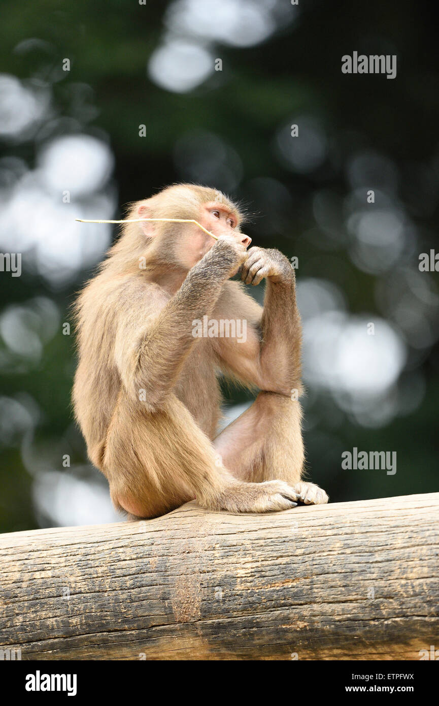Hamadryas Pavian, Papio Hamadryas, Kofferraum, sitzend, Seitenansicht ...