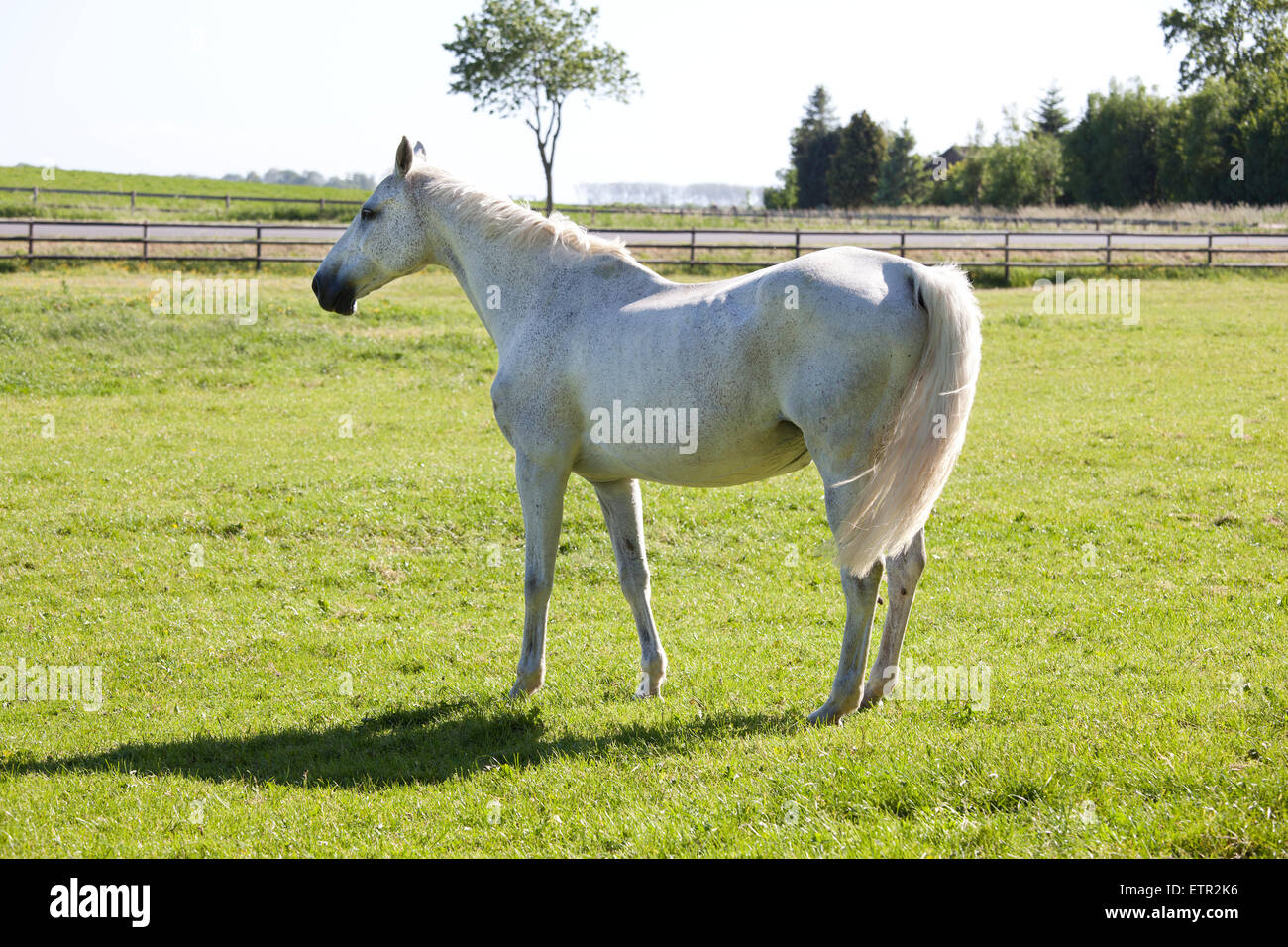 Auf der wiese steht ein pferd -Fotos und -Bildmaterial in hoher ...