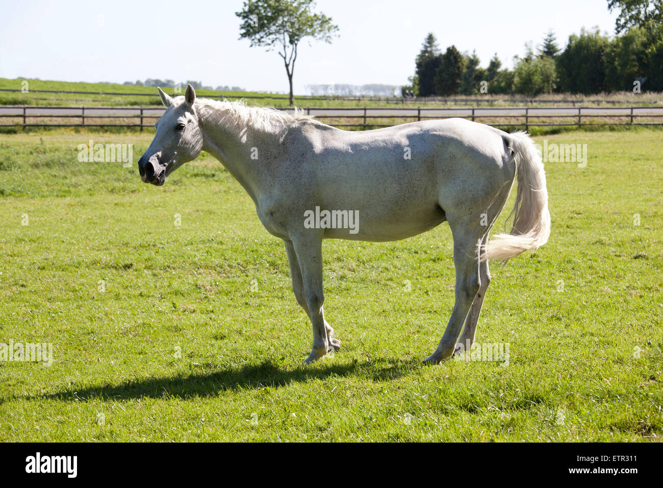 Auf der wiese steht ein pferd -Fotos und -Bildmaterial in hoher ...