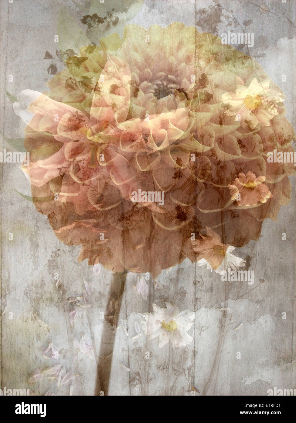 Eine dahlie malen -Fotos und -Bildmaterial in hoher Auflösung – Alamy