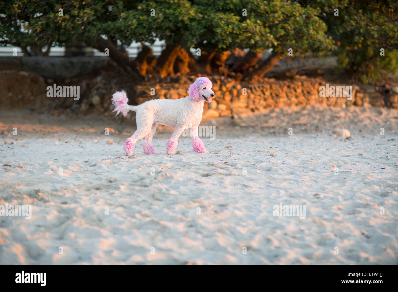 Rosa Pudel Stockfotos und -bilder Kaufen - Alamy