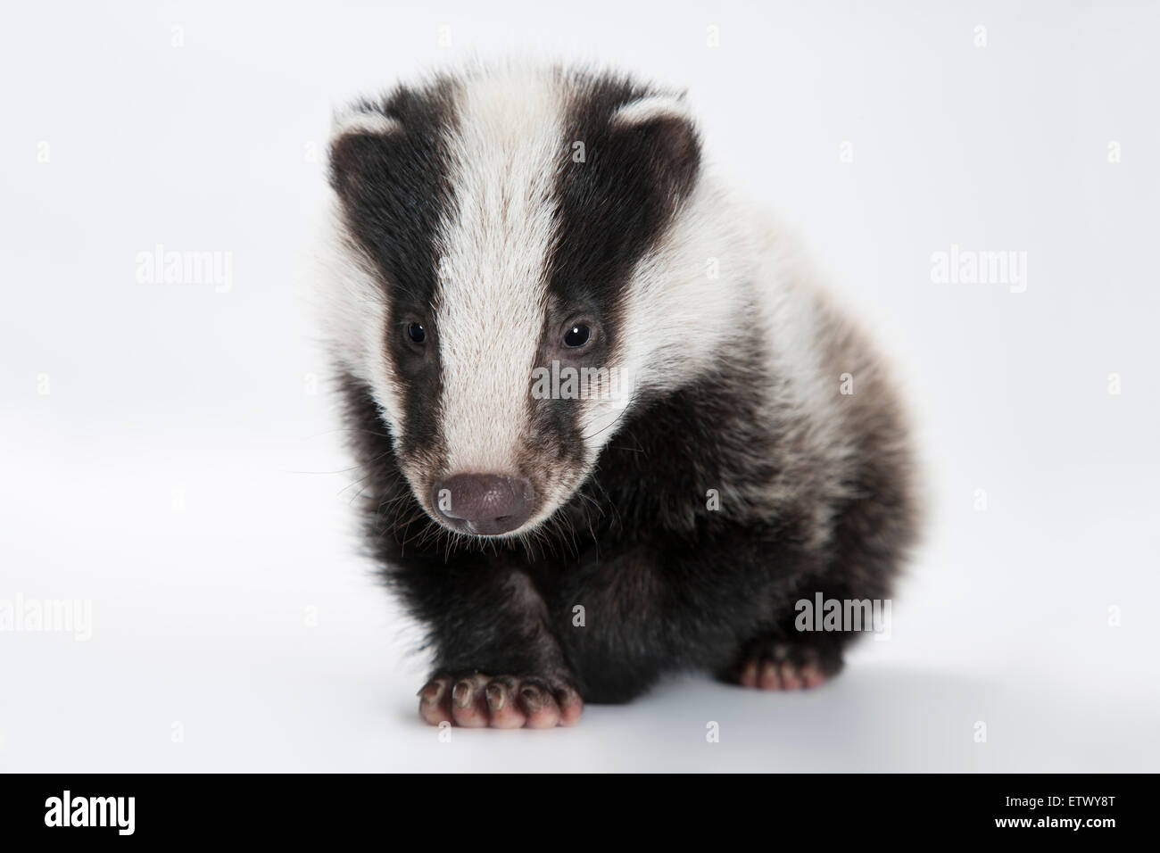 Junger dachs -Fotos und -Bildmaterial in hoher Auflösung – Alamy